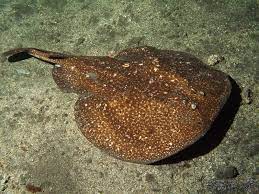ESPECIES DEL CANTABRICO – Buceo Bizkaia